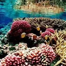 Identifying Resilient Reefs | The Scientist