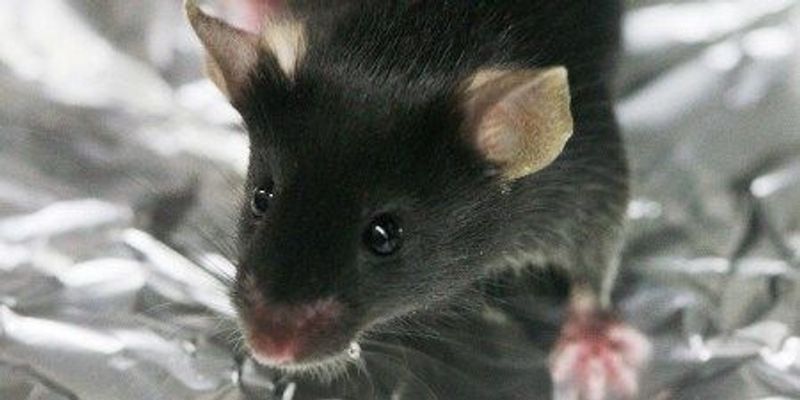 Single Bacterial Species Improves Autism-Like Behavior in Mice | The ...