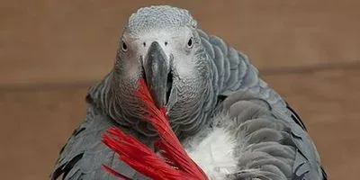 Bird Brains Have Numerous Neurons | The Scientist