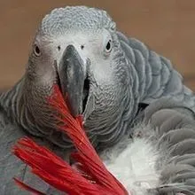 Bird Brains Have Numerous Neurons | The Scientist