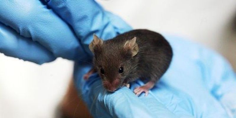 Altered Sense of Touch in Autism? | The Scientist