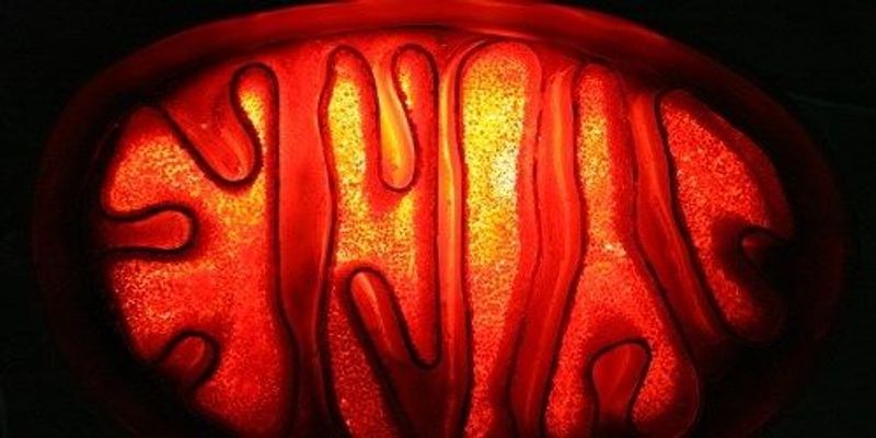 Improving Mitochondrial Replacement Therapy | The Scientist