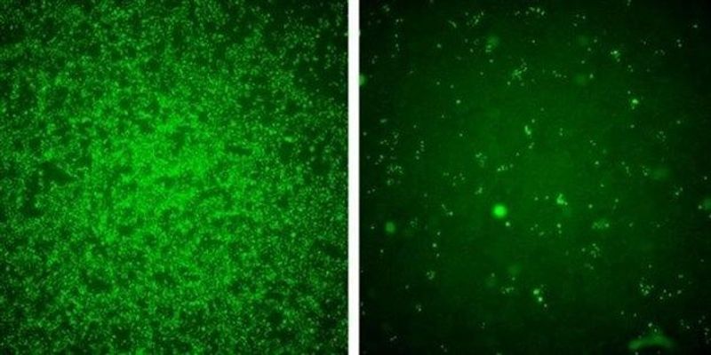 Image of the Day: Protective Protein | The Scientist