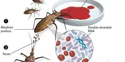 Gut Bacteria for Insect RNAi | The Scientist