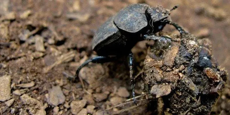Dung Beetles | The Scientist