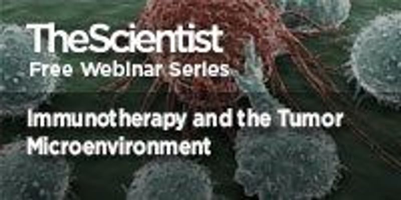 Immunotherapy and the Tumor Microenvironment | The Scientist
