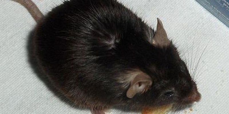 Immune Defect Detected in Knockout Mice | The Scientist