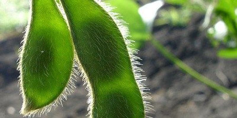 Report: Still Lots to Learn About GE Crops | The Scientist