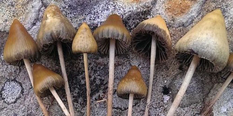 “Magic” Mushroom Compound Eases Depression | The Scientist