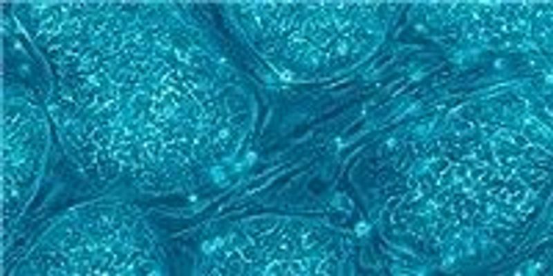 Stem Cell Rules Tackle Human Embryo Editing | The Scientist