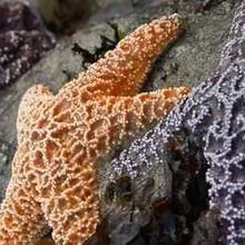 Sea Star Comeback? | The Scientist