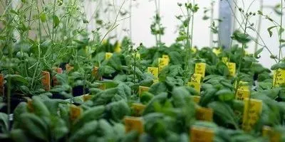 Mechanism Behind Extreme Longevity in Some Plants | The Scientist