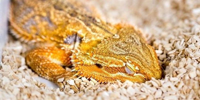 Image of the Day: Drowsy Dragon | The Scientist