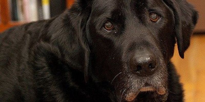 Fat Labs | The Scientist Magazine®