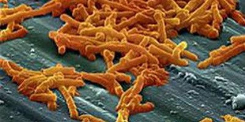 Most Gut Microbes Can Be Cultured | The Scientist