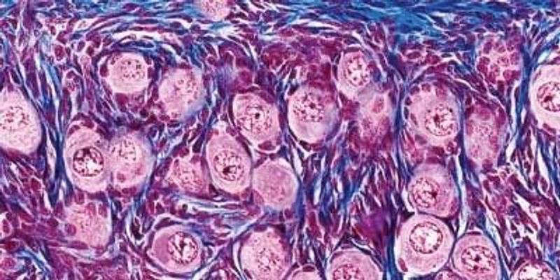 A Scrambled Mess | The Scientist