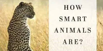 To Each Animal Its Own Cognition | The Scientist