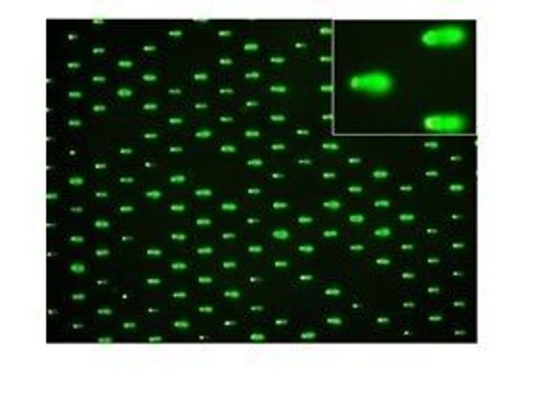 High-throughput 96-Well Array for Direct Measurement of DNA Damage ...