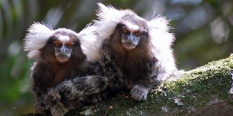 Zika-Infected Monkeys in Brazil | The Scientist