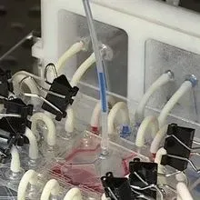 Image of the Day: Plastic Pumps | The Scientist