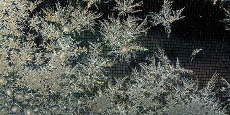 Microbial Ice-Makers | The Scientist