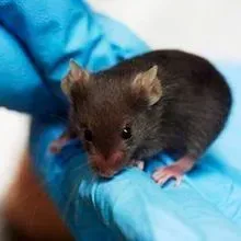 Study: “Dirty” Mice More Humanlike | The Scientist