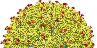 Tracking Zika’s Evolution | The Scientist