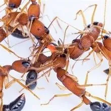 Image of the Day: The Ant Police | The Scientist