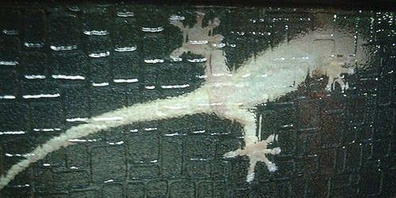 New Gecko-Inspired Adhesive | The Scientist