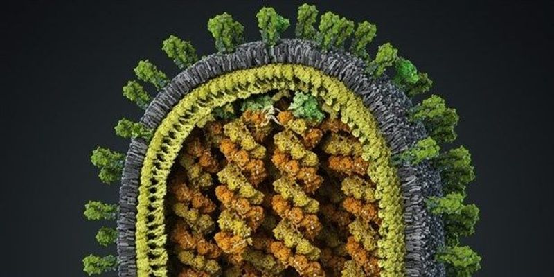 Image of the Day: Illustrating Influenza | The Scientist