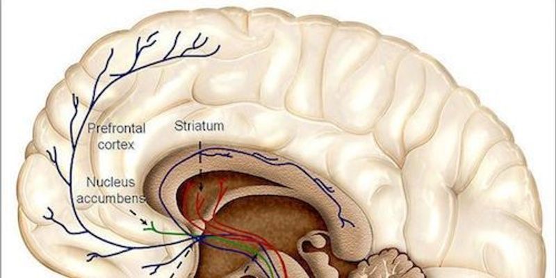 Visualizing Interpersonal Connection | The Scientist