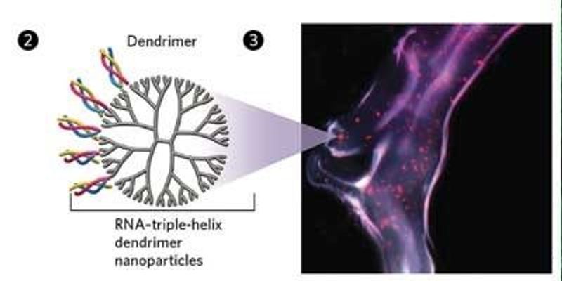 Tumor-Shrinking Triple-Helices | The Scientist