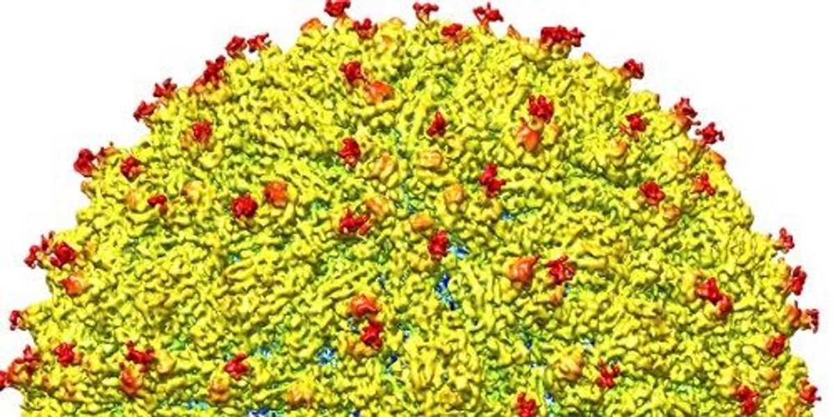 Zika Outbreak All You Need To Know The Flame Zika Virus Outbreaks: A
