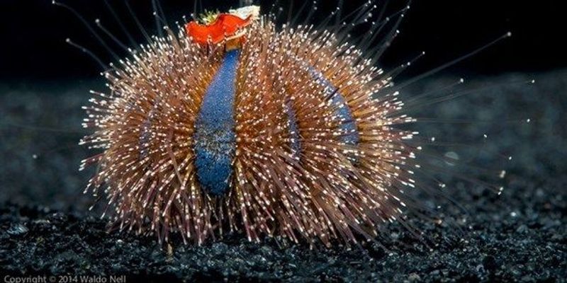 Image of the Day: Spiky Suit | The Scientist