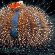 Image of the Day: Spiky Suit | The Scientist