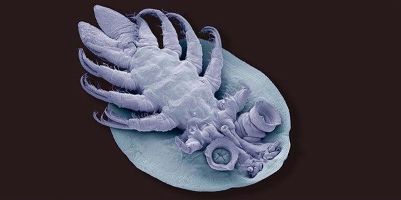 Image of the Day: Free Rider | The Scientist