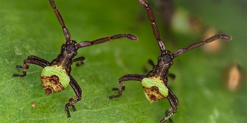 Image of the Day: Bug Brothers | The Scientist Magazine®
