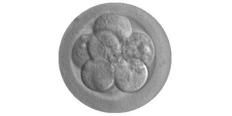 Haploid Stem Cells Created | The Scientist