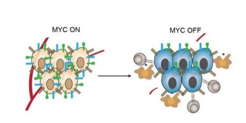 MYC Helps Cancer Hide | The Scientist