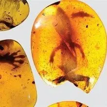 Image of the Day: Cretaceous Chameleon | The Scientist