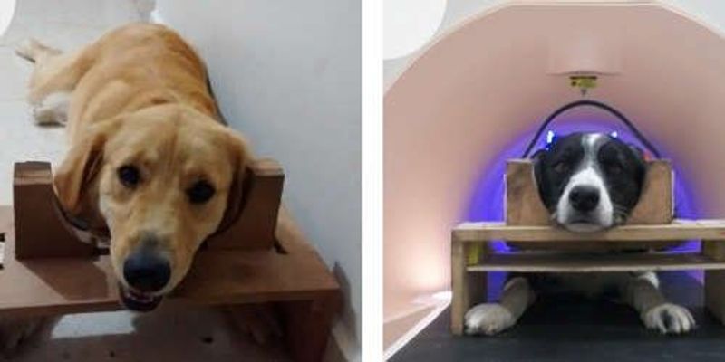 Probing Canine Face Recognition | The Scientist