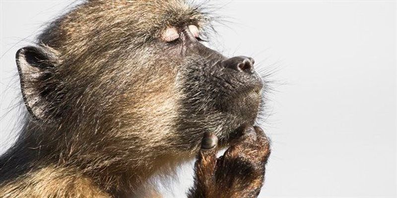 Image of the Day: Pondering Primate | The Scientist
