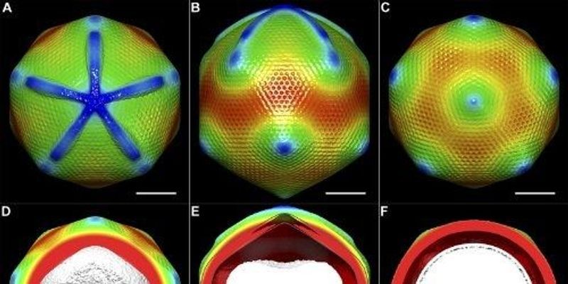 Giant Virus Has CRISPR-like Immune Defense | The Scientist