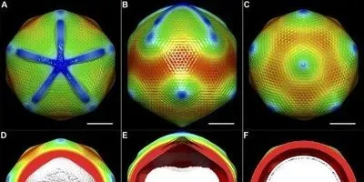 Giant Virus Has CRISPR-like Immune Defense | The Scientist