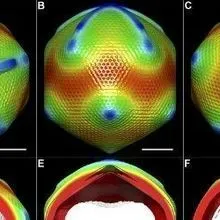 Giant Virus Has CRISPR-like Immune Defense | The Scientist