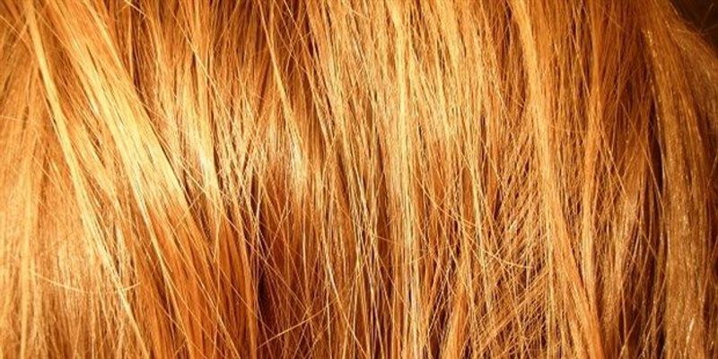 Getting to the Root | The Scientist