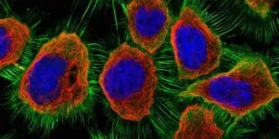 LabQuiz: Tissue Test | The Scientist