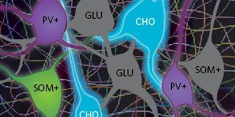 Sleep Circuit | The Scientist