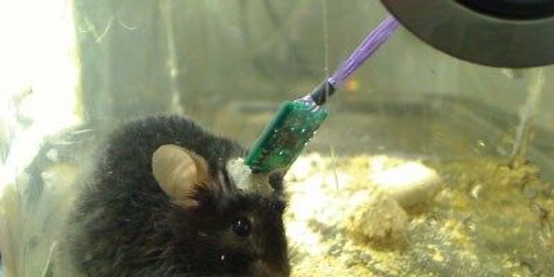 Out in the Cold | The Scientist