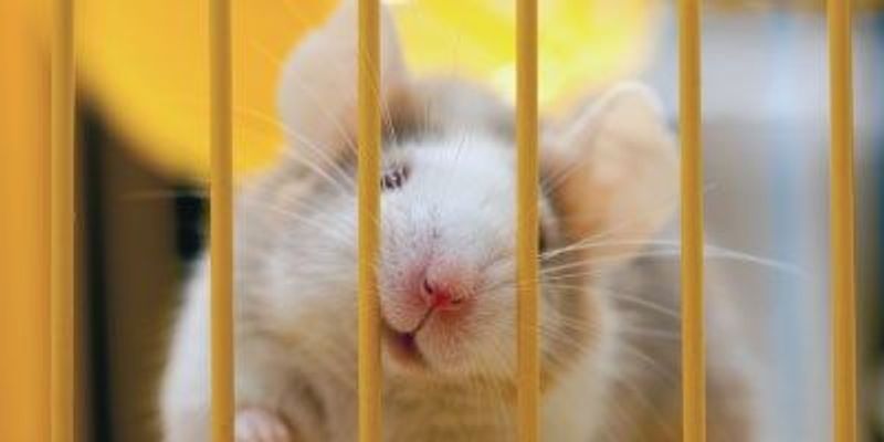 Getting Animal Research Right | The Scientist